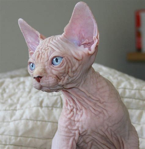 Texas Hairless Sphynx Cats Amp Hairless Sphynx Kittens Naughtynature
