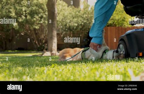 Geriatric Canine Stock Videos And Footage Hd And 4k Video Clips Alamy