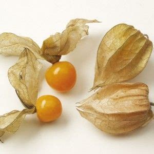 Physalis Goldita en plants Coqueret du Pérou Physalis peruviana