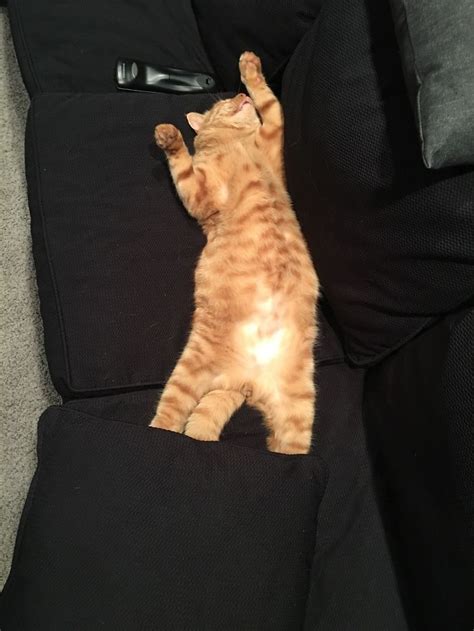 10 Of The Best I Dont Own A Cat” Moments That Have Ever Happened To