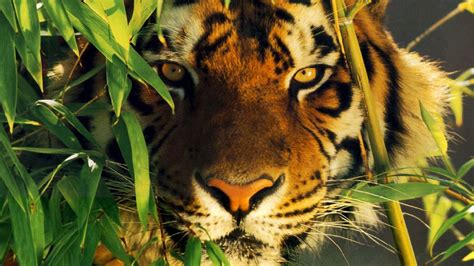 Tigre