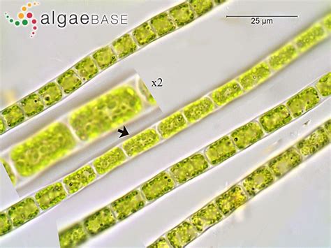 Microspora Alchetron The Free Social Encyclopedia