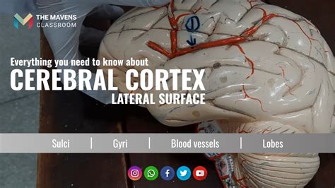 Complete Visual Description Of Lateral Surface Of Cerebral Cortex