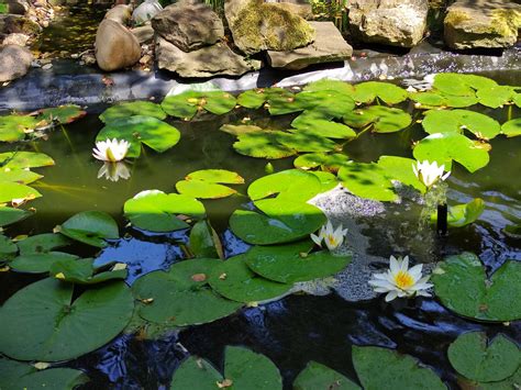 Bilder Von Unserem Garten Garten Offtopic Pflanzen Teichrosen