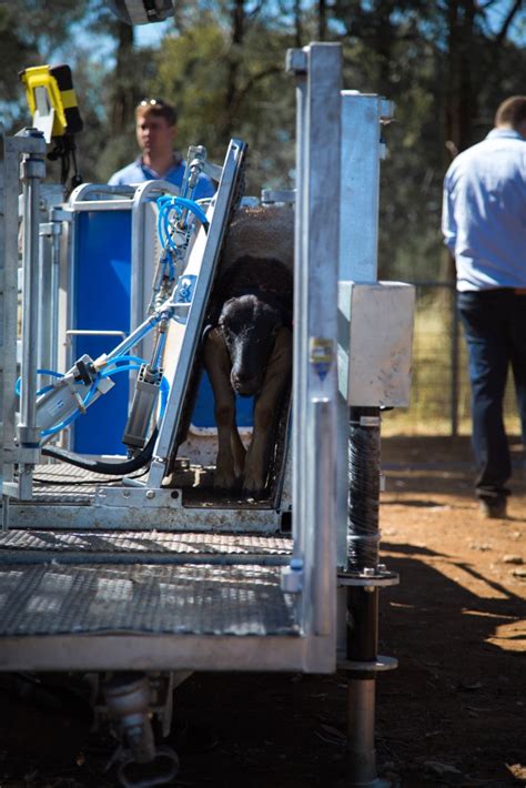 The Clipex All In One Sheep Handler The Farmer Magazine