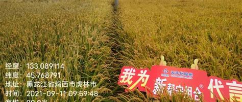 水稻催枯的使用技术和注意事项？含水量稻穗脱水