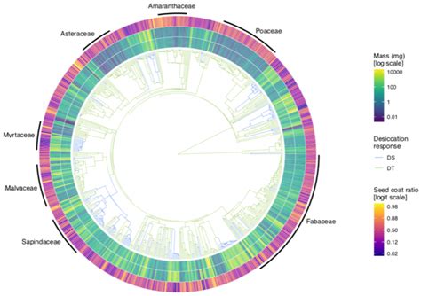 Macroevolutionary Patterns In Seed Component Mass And Different