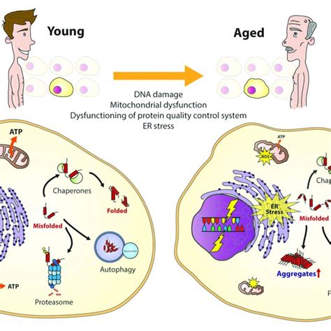 The Aging Cell Important Cellular Processes Are Affected During Download Scientific Diagram
