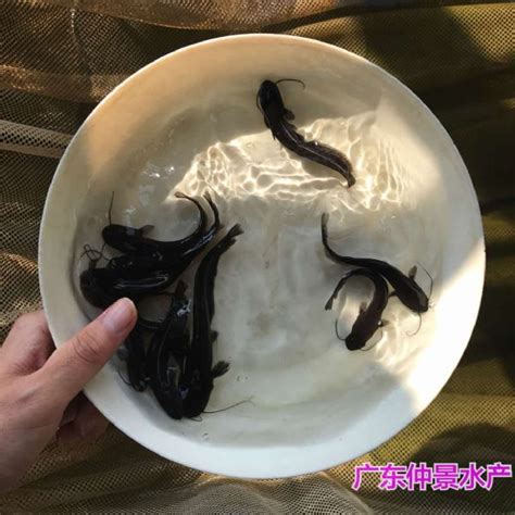 四川宜宾黄鲶鱼苗批发浙江温州杂交鲶鱼苗出售