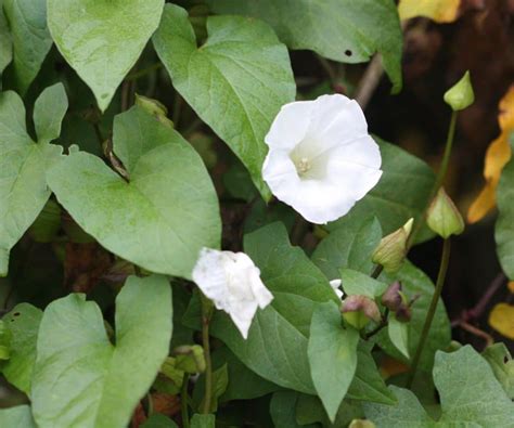 Killing Bindweed Easy And Permanent Eradication Methods