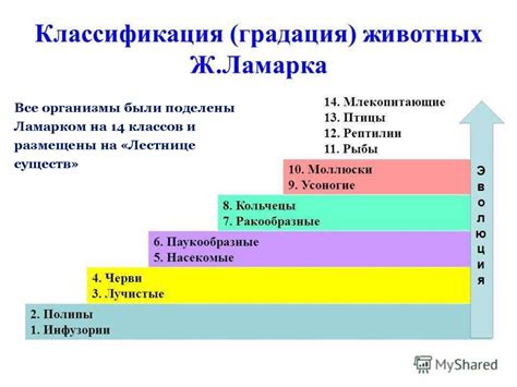 Развитие биологии в додарвиновский период Становление систематики