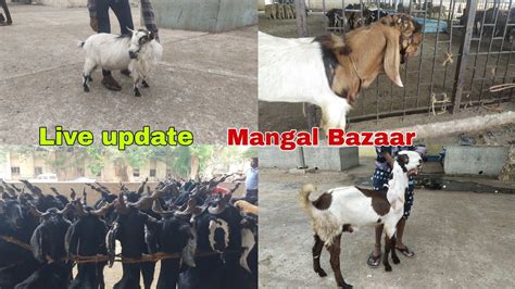 Deonar Bakra Mandi Live Update Mangal Bazaar 9 5 2023 YouTube