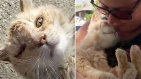 Il Gatto Scomparso è Stato Trovato Dopo Sette Anni E A Chilometri Di