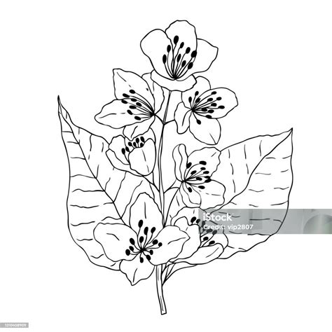 흰색 배경에 사쿠라 나무의 가지 로고 와 웨딩 일러스트 디자인 흑백 벡터 일러스트레이션 결혼식에 대한 스톡 벡터 아트 및 기타