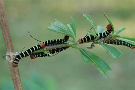 Insect Crypsis