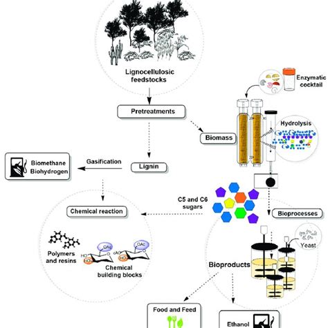Schematic Illustration Of The Biorefinery Concept To Produce Fuels And