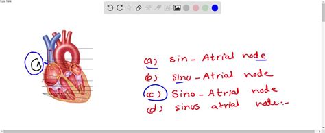 Solvedthe Full Form Of Label A In The Diagram Is A Sin Atrial Node