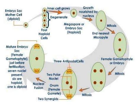 Female Gametophyte Ppt
