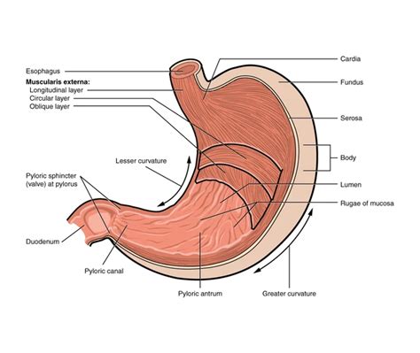 Stomach Anatomy Antrum