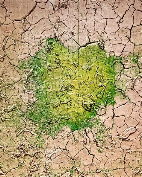 Blog Moonwort Studio Model Ecosystems Natural History Biophilic