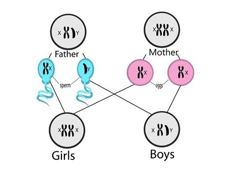 Special Inheritance Patterns Educational Resources K12 Learning Life Science Science Lesson