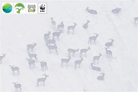 В Зангезурском заповеднике замечены армянские муфлоны АРМЕНПРЕСС Армянское новостное агентство