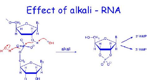 Structure Of Nucleic Acids