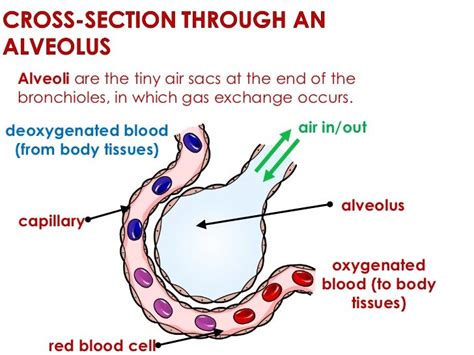Osmosis Definition And How Does It Occur With Diagram Osmosis Diffusion Active Transport