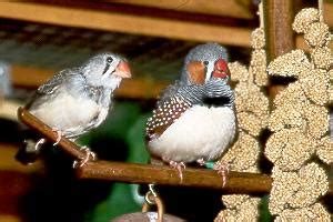 Breeding Tips For Finch Finch Care Zebra Finches Gouldian Finches Breeding