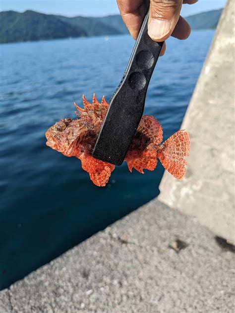 陸っぱり釣行記 福井県 神子 ロックフィッシュ（ルアー） アコウ（キジハタ） 陸っぱり 釣り・魚釣り 釣果情報サイト カンパリ