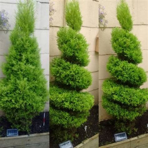How To Shape A Conifer Into A Spiral Outdoor Topiary Topiary Plants