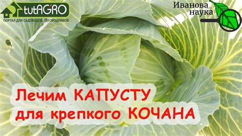 Сад и огород
