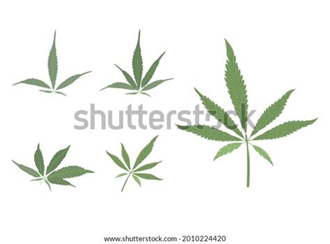 Cannabis Herb Object Medical Treatment Vector Stock Vector Royalty Free 2010224420 Shutterstock
