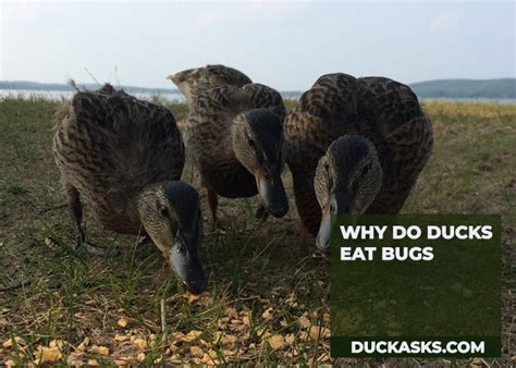 Do Ducks Eat Bugs Duck Asks