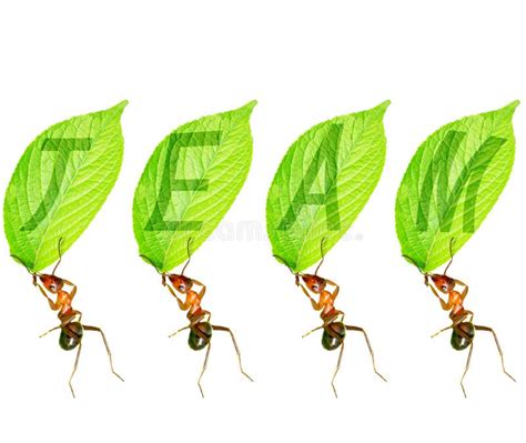 Ants Constructing Word Team With Letters Teamwork Stock Image Image
