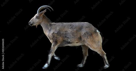 Isolated Siberian Ibex Female Running Realistic Animation Isolated