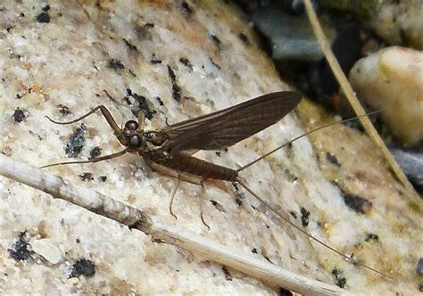 Electrogena (Electrogena) - Picture Insect