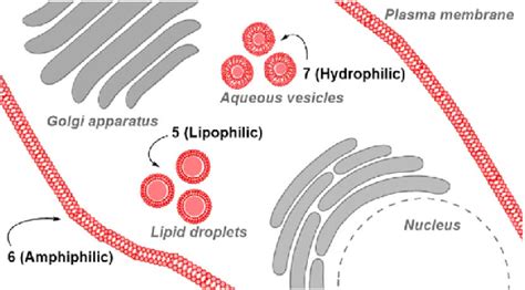 Anticipated Subcellular Localizations Of Fluorophores 5 7 Subcellular