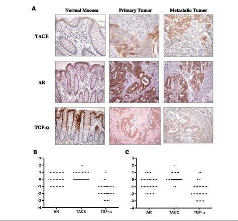[pdf] Tace Adam 17 A Component Of The Epidermal Growth Factor Receptor Axis And A Promising