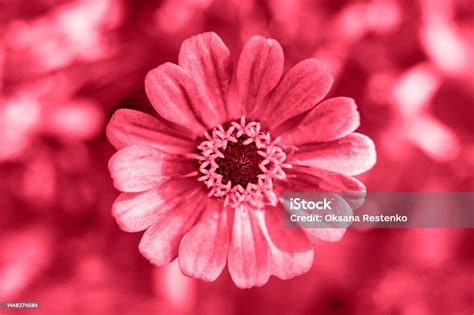 여름 정원에서 아름 다운 꽃 클로즈업입니다 컬러 비바 마젠타 2023년의 색상을 보여줍니다 0명에 대한 스톡 사진 및 기타