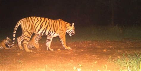 T105 Seen In Camera Trap