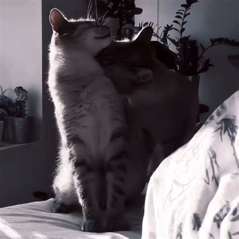 𝚌𝚊𝚝𝚜 [🤍] Белые котята Котята Милые котики