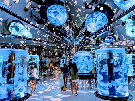 【xpark 水族館後場探險】探索桃園水族館的秘密！原來台灣大水槽上方長這樣 Yahoo奇摩旅遊