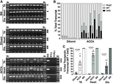Dmd Exon 2 Skipping In Dup2 Mice Systemically Administered With