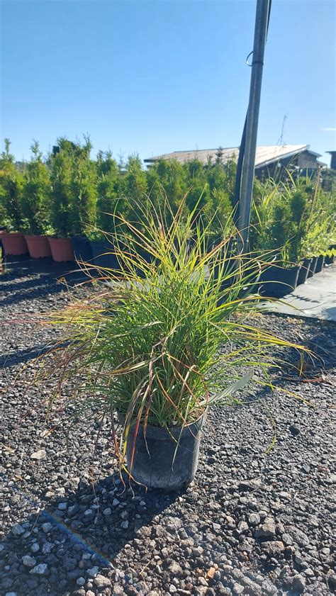 Miskantas Kininis Cute One C2 Mamafloralt