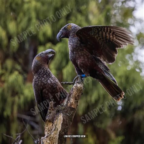 Kākā 005 Wildbirdsnz