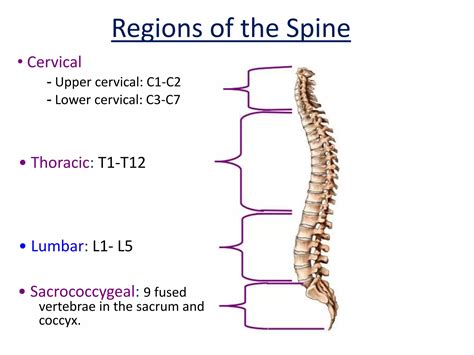 Anatomy Of Cervical Spine Ppt