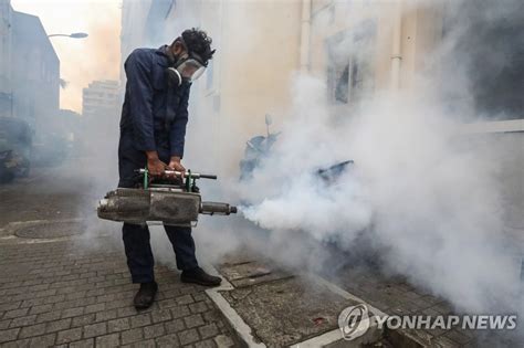 해외여행 늘자 모기 매개 감염병 유입도 일제히 증가 나무뉴스