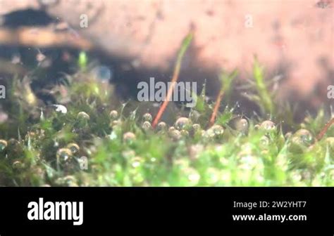 Active Underwater Life In Swamps Green Algae Daphnia Magna Planktonic