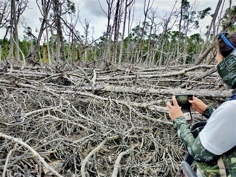 Mangrove Destruction Due To Typhoon Palawan Biodiversity Conservation
